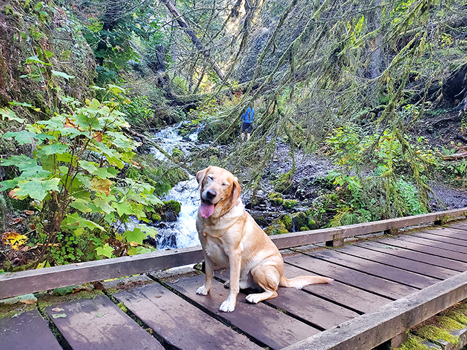 Even good dogs appreciate great waterfalls! This golden retriever knows the best spot to pause and enjoy Wahkeena's smaller cascades.