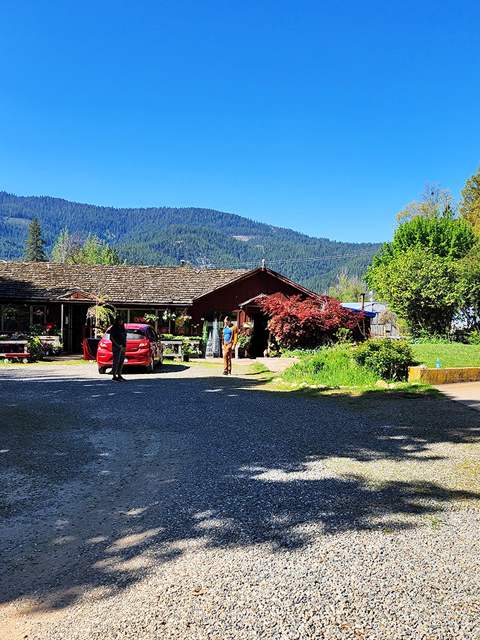 Local nurseries and gardens in Quincy don't just sell plants – they offer a masterclass in how mountain living and vibrant blooms can coexist beautifully.