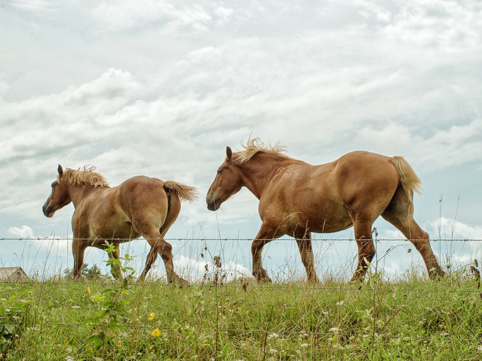 Two horses enjoying their commute more than anyone stuck on I-71. No road rage, no coffee spills, just grass and open skies.