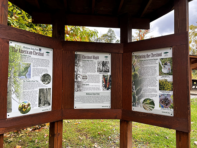 The park's educational displays tell the story of the American Chestnut&mdash;nature's history lesson framed in rustic wood.