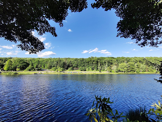 The view that makes you forget your phone exists. Black Moshannon's expansive waters framed by forest is better than any screen saver. 