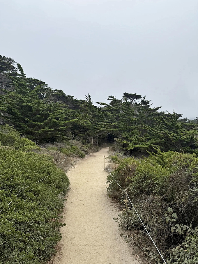 The fog-kissed trail winds through a landscape that feels more enchanted forest than state park. Narnia's wardrobe has nothing on this portal.