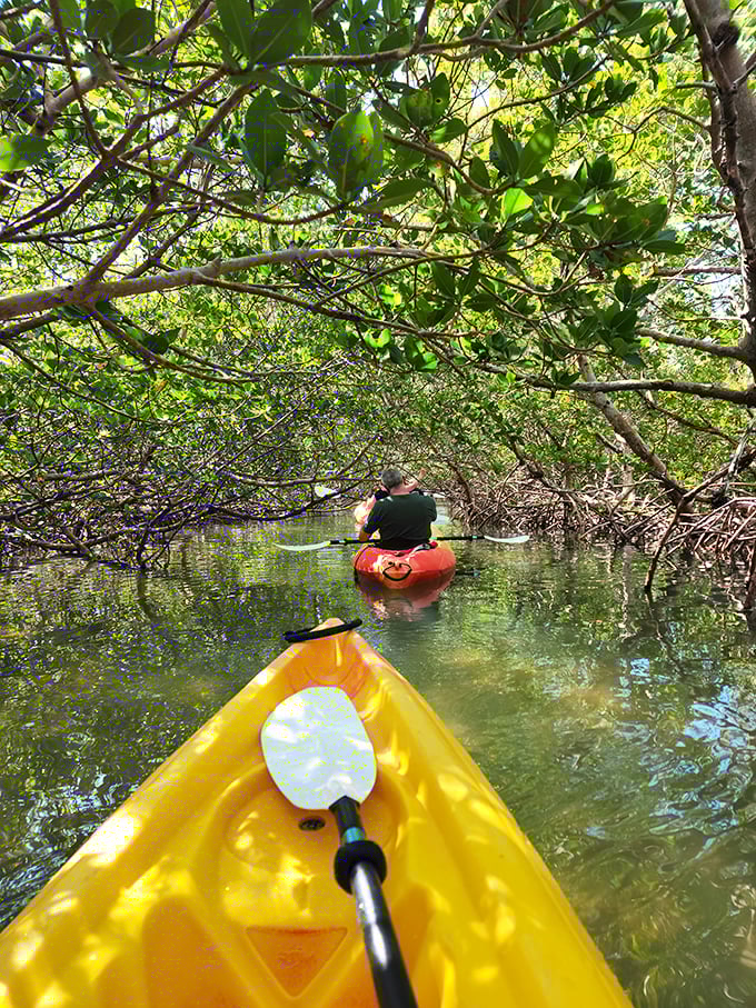 Kayaking through mangrove tunnels feels like exploring nature's secret passageways. Indiana Jones would approve of this adventure.