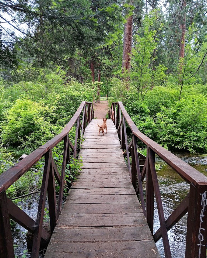 Even the dogs know Mount Shasta's trails are something special. This wooden bridge isn't just crossing water—it's crossing into adventure.