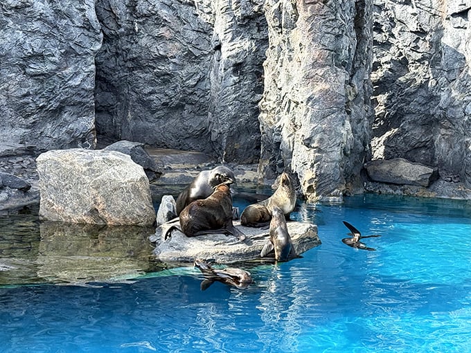 These sea lions at Mystic Aquarium aren't just lounging&mdash;they're demonstrating the art of relaxation that humans pay good money to learn in yoga classes.