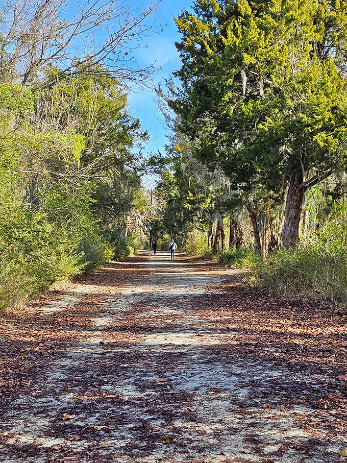 This tree-lined trail invites wanderers to lose themselves in nature's embrace, where the only notification you'll receive is the occasional birdsong.