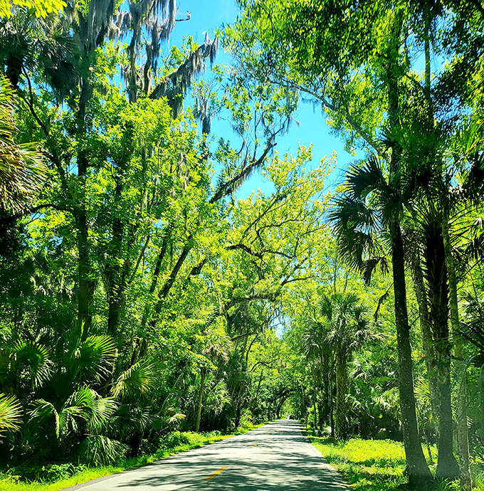 The Ormond Scenic Loop delivers Florida's greatest hits album: oak canopies, coastal views, and enough natural beauty to fill your camera roll.