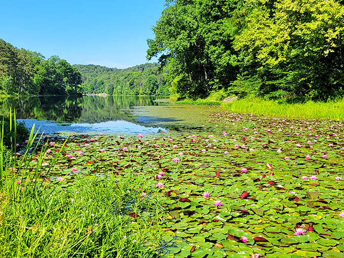 Water lilies paint the lake's edge with delicate pink blooms &ndash; nature's own impressionist masterpiece that Monet would have spent years trying to capture.