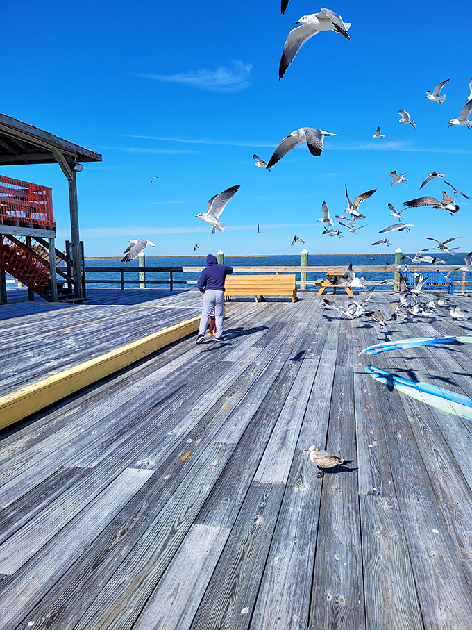 Feeding seagulls becomes performance art on Crisfield's weathered boardwalk, where locals know exactly how to create those perfect "flying birds over water" photos for social media.