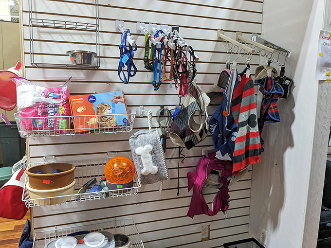 Pet supplies galore! Because Fido deserves thrifted treasures too, even if he'll probably just chew them to pieces.