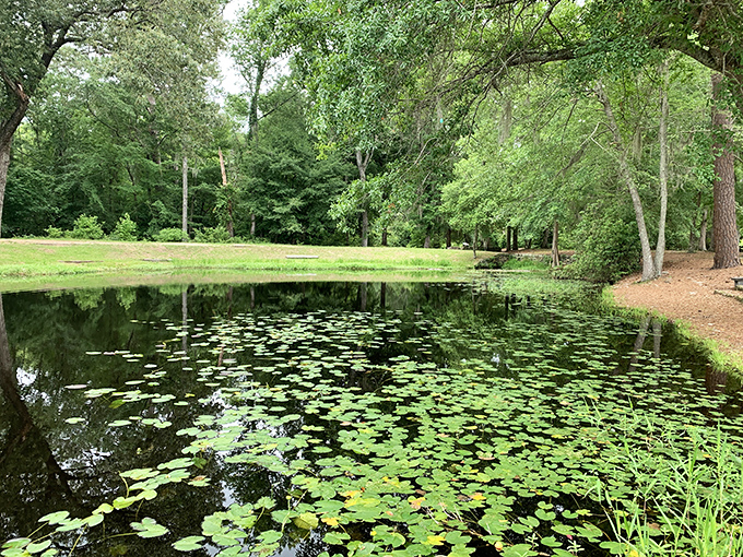 Lily pads transform this quiet pond into a Monet painting. Half-expect frogs to start performing Beethoven's Fifth on tiny instruments. 