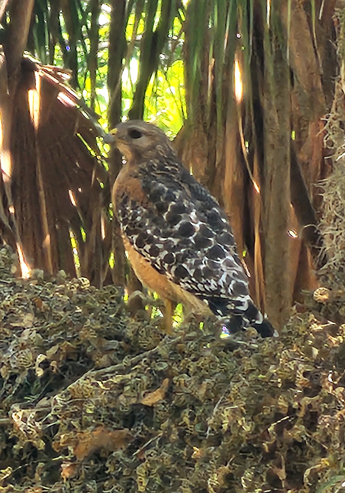 This red-shouldered hawk surveys his domain with the confidence of someone who knows they're at the top of the food chain.