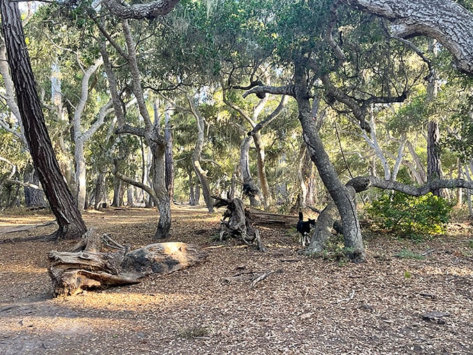 Rip Van Winkle Open Space feels like stepping into a fairytale, minus the 20-year nap and uncomfortable beard growth.