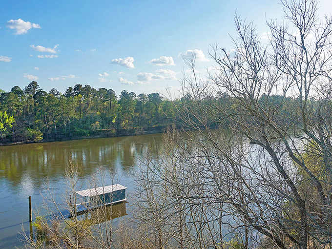 The Apalachicola River flows with the unhurried confidence of someone who knows exactly where they're going and isn't in any rush.