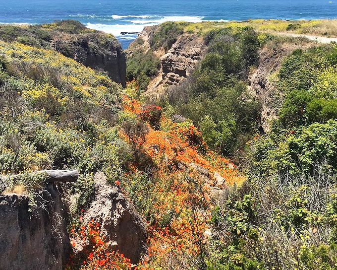 Spring wildflowers create nature's own Technicolor dreamcoat in this coastal canyon. Orange poppies steal the show like divas of the plant world.