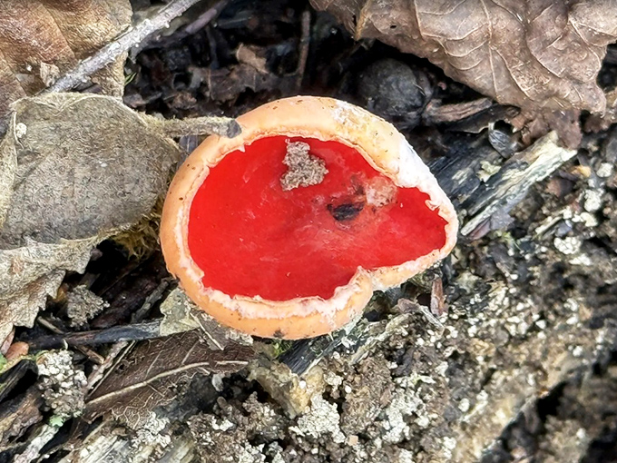 The Scarlet Elfcup mushroom brings a pop of unexpected color to the forest floor, like nature's own little red carpet moment.
