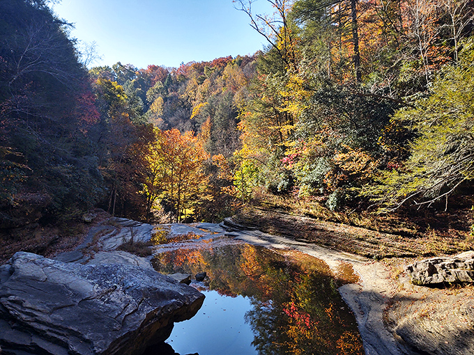 The trees frame the view like nature's own picture window. These layered blue ridges inspired countless country songs for good reason.