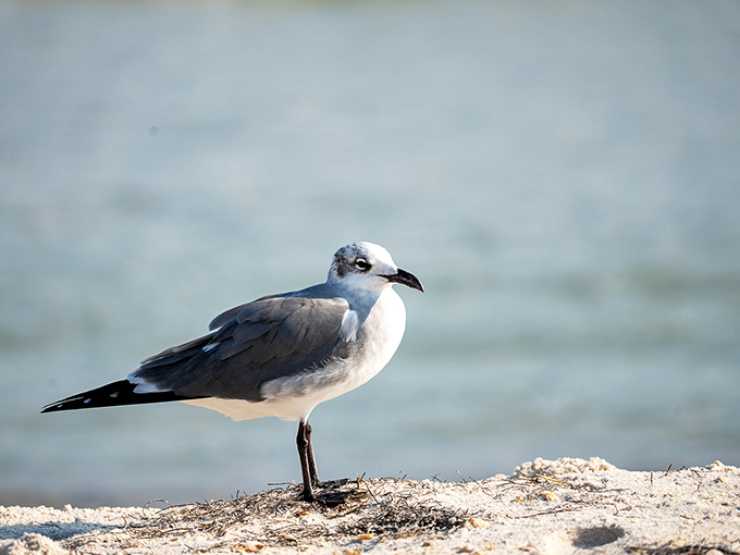 This seagull isn't just posing—he's the unofficial welcoming committee, judging your picnic choices with his discerning beady eyes.