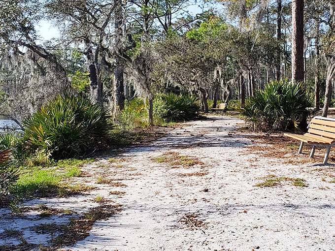 The path less traveled, where Spanish moss dangles like nature's decorations and every step crunches with authentic Florida soundtrack.