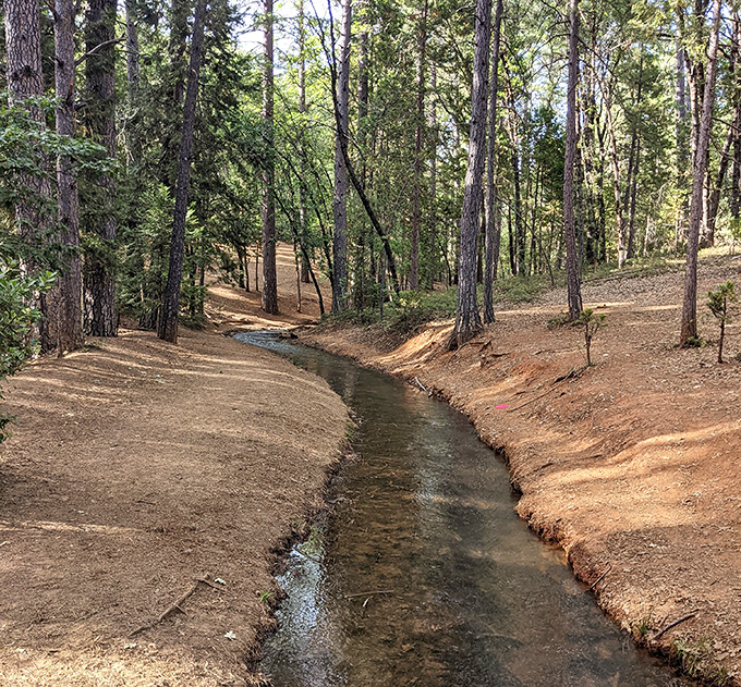 A gentle creek carves its patient path through the forest, creating a natural soundtrack for hikers seeking woodland serenity.