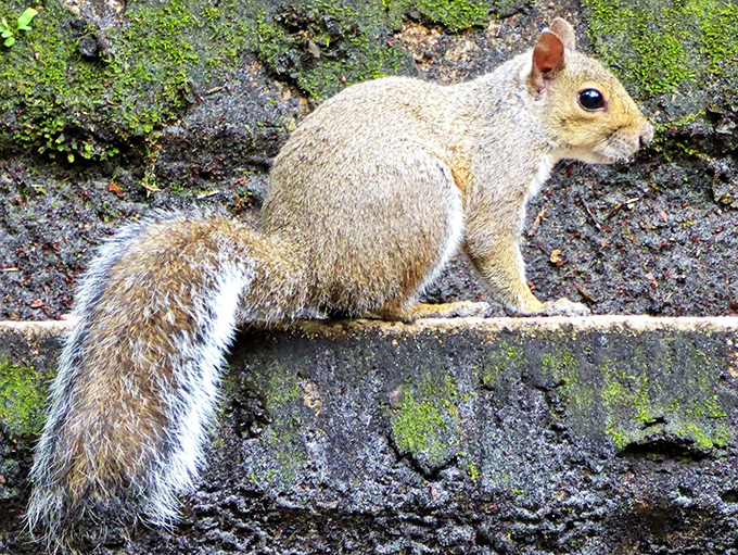 "Excuse me, do you have a moment to talk about acorn conservation?" This little resident is clearly the park's unofficial ambassador.