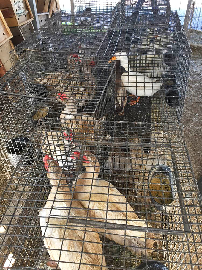 Farm-fresh takes on new meaning when you can meet the chickens before they lay your breakfast. Country living comes to town every weekend.