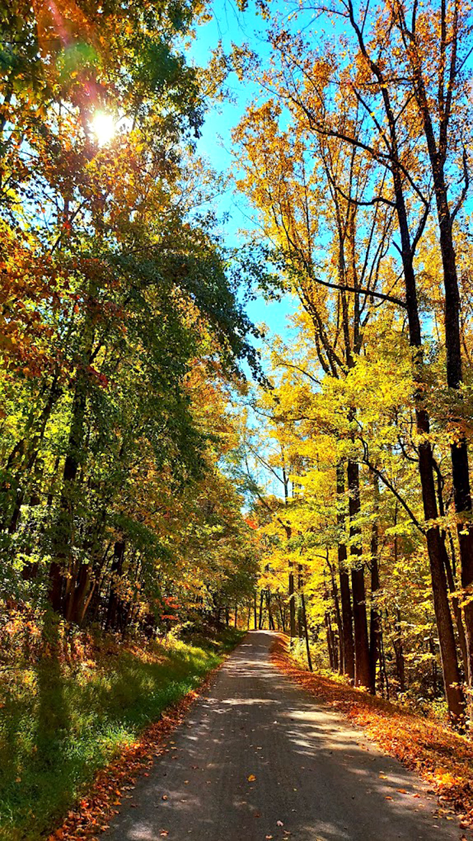 Autumn's golden corridor invites wandering. This sun-soaked path through fall foliage is nature's version of the yellow brick road&mdash;but with better destinations. 