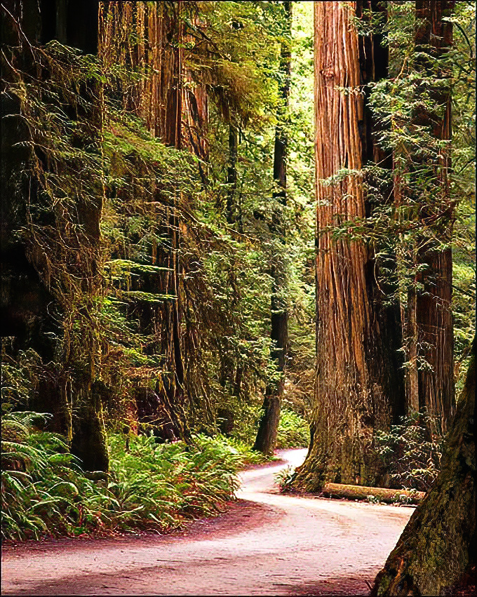 Forest trails wind like nature's red carpet, leading adventurers deeper into this ancient green wonderland.