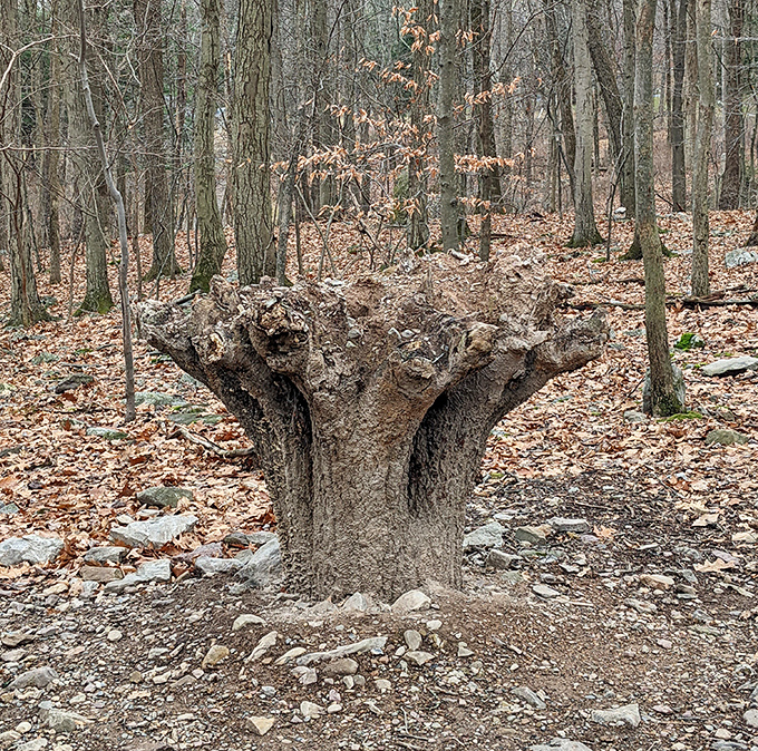 Nature's sculpture garden includes this remarkable tree stump. Proof that even in decay, there's an artistry that rivals human-made monuments.