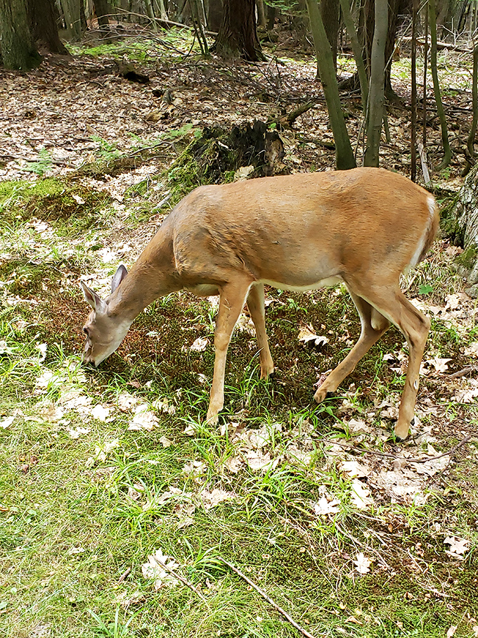 Wildlife encounters add unexpected magic to your rock-hopping adventure along the pristine shoreline.
