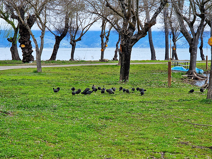 Even the local wildlife knows Lakeport is for gathering. These birds are clearly discussing real estate prices and lake access.
