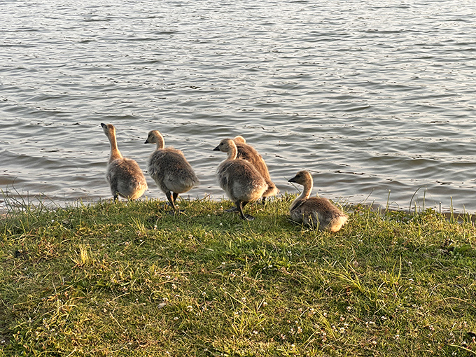 Mama duck's swimming lessons in session &ndash; the world's cutest flotilla navigating their aquatic neighborhood.
