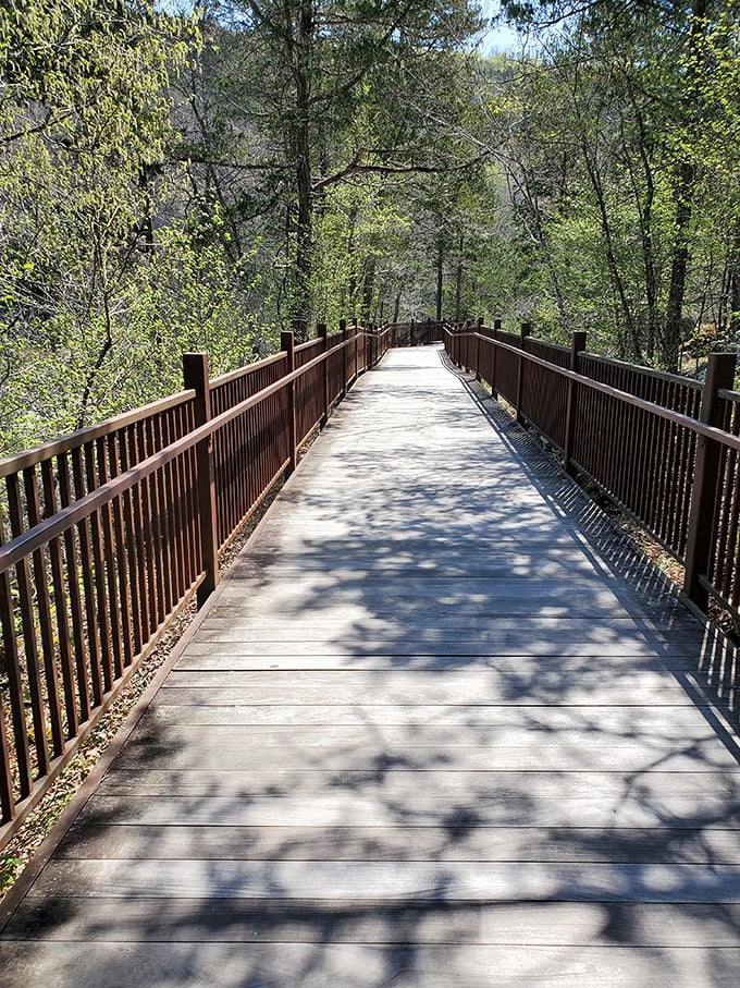The boardwalk journey through sun-dappled forest feels like walking through the opening sequence of a nature documentary.