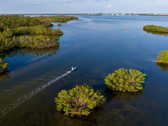 Mangrove islands dot Lemon Bay like stepping stones for adventurers. The only traffic jam here involves pelicans arguing over the best fishing spot.