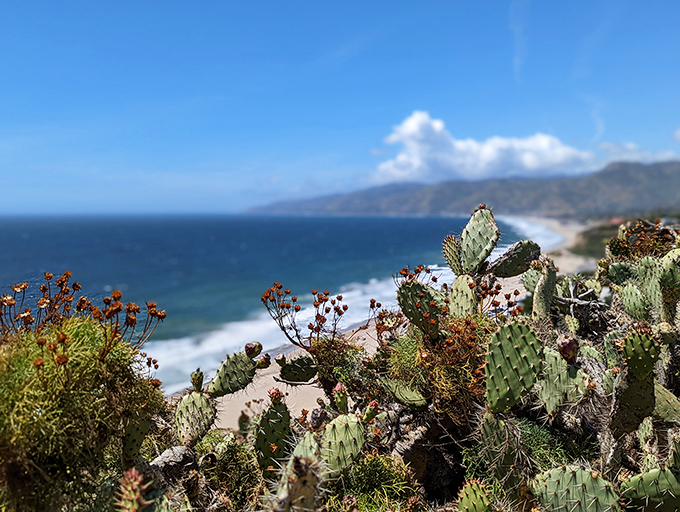Desert meets ocean in this unlikely pairing. These prickly pear cacti enjoy the best real estate view in Southern California, no mortgage required.