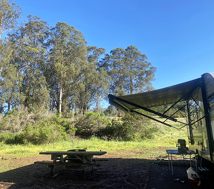 Camping simplified: a picnic table, a patch of earth, and eucalyptus trees providing nature's own air freshener.