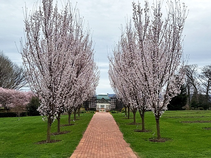 Cherry blossoms create nature's most elegant corridor. Walking this brick path feels like being in the opening scene of a romantic movie.