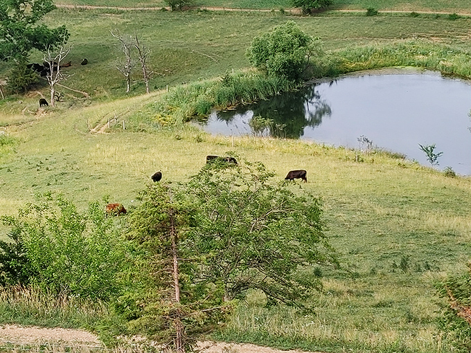 Pastoral perfection with a side of serenity—these cows have real estate views that would make downtown penthouse owners weep with envy.