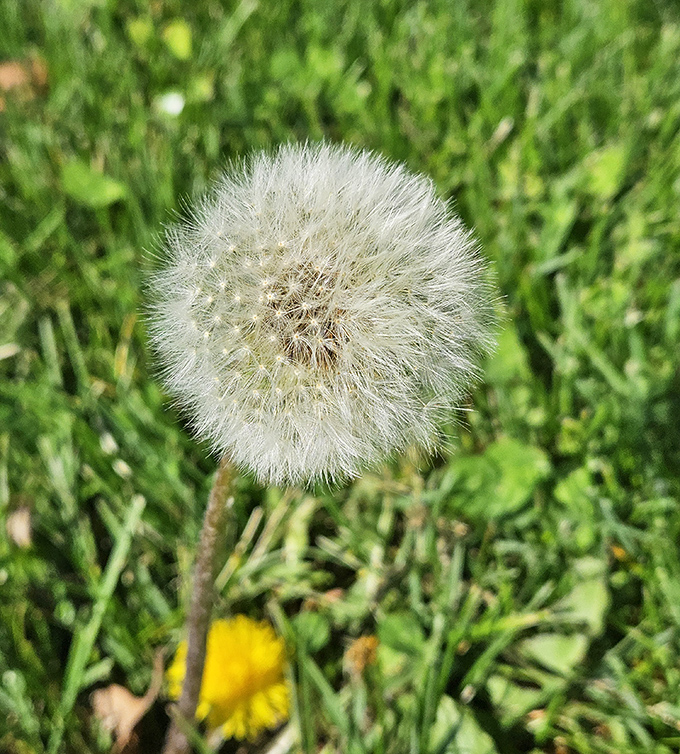 Nature provides its own small wonders alongside Maxie, like this perfect dandelion puff waiting to scatter wishes across goose country.