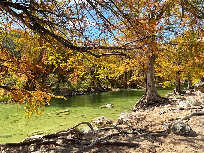 Cypress trees dressed in their autumn finest, showing off golden hues while dipping their toes in the emerald waters.