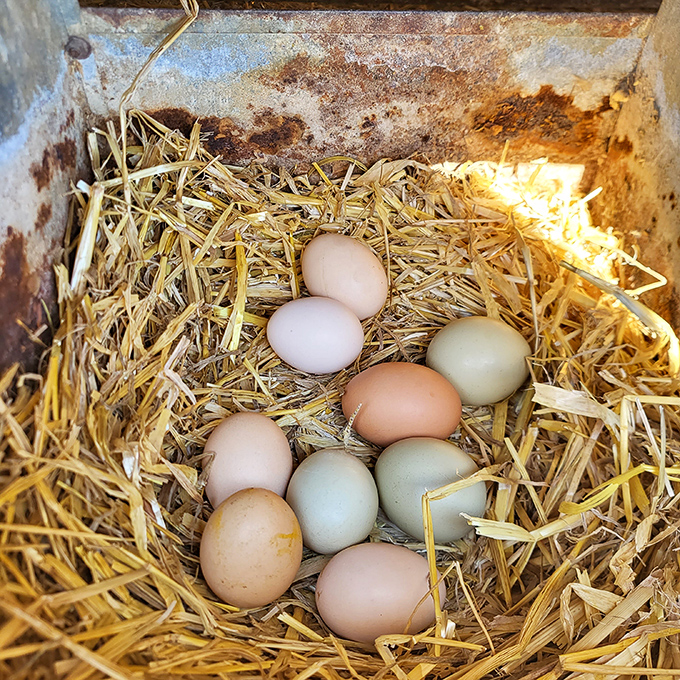 Nature's perfect packaging&mdash;farm-fresh eggs nestled in straw, each a different shade of possibility.