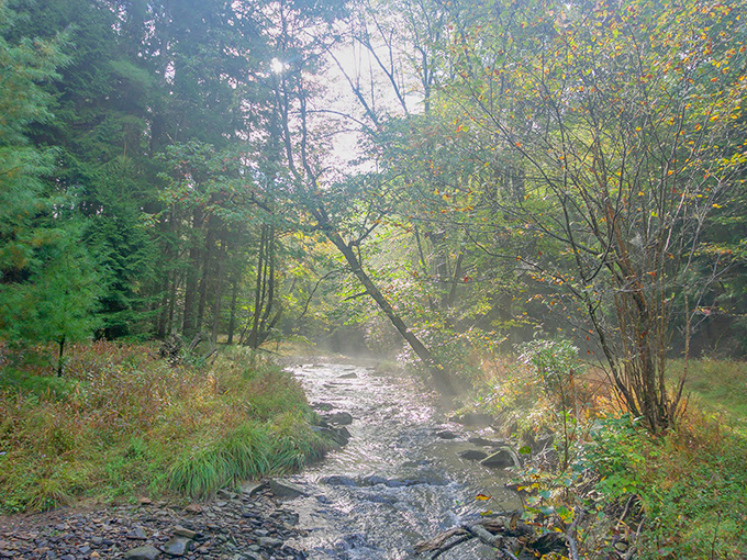Morning fog transforms an ordinary creek into something from a fantasy novel. Half-expect to see hobbits fishing on the far bank. 