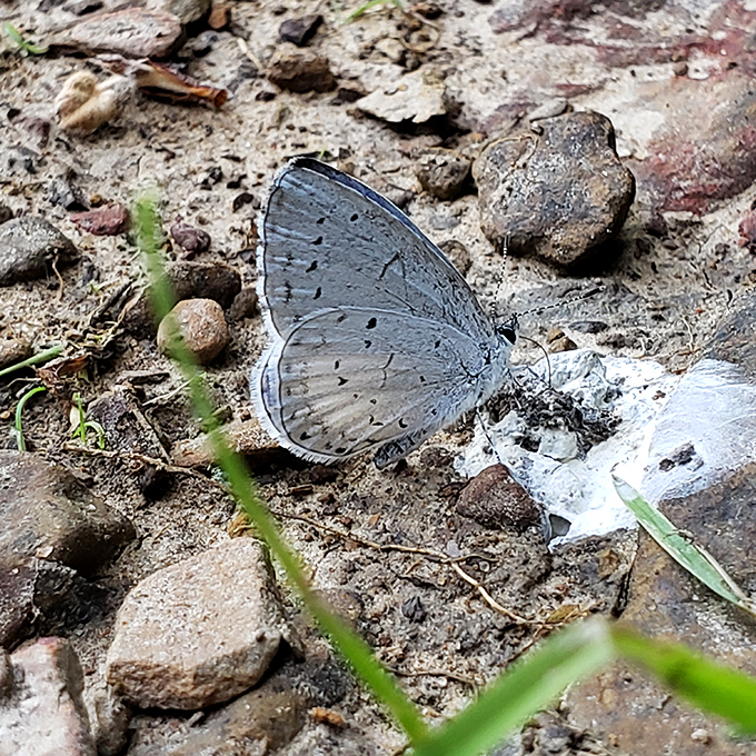 A blue butterfly takes a moment to rest and recharge. Like nature's living stained glass, these delicate wings transform sunlight into an iridescent display that stops hikers in their tracks.