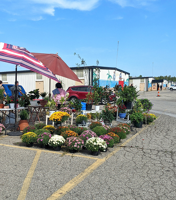 Portable garden paradise! These vibrant mums and potted plants transform parking lot concrete into an impromptu nursery where your landscaping dreams begin.