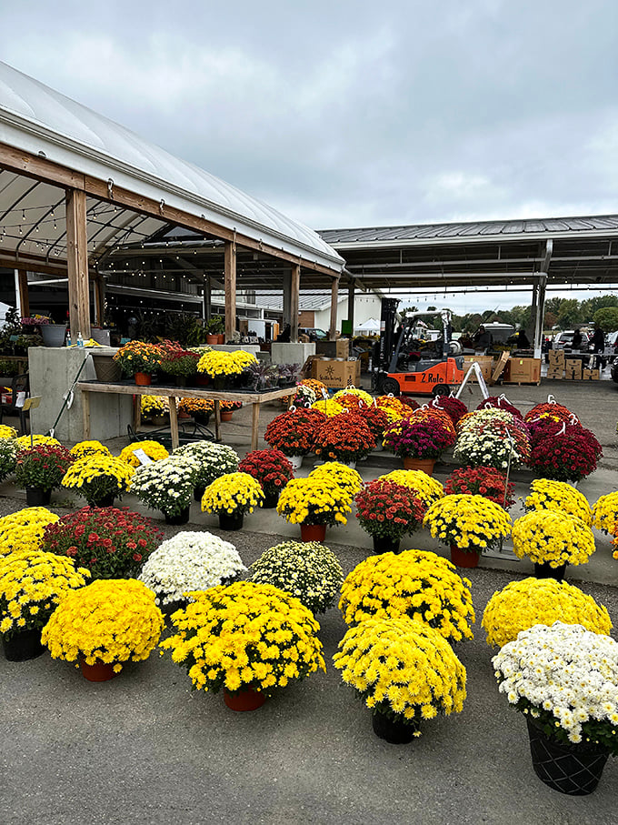 Fall mums create a carpet of autumnal color, their chrysanthemum blooms promising to brighten Ohio porches well into the crisp October evenings.