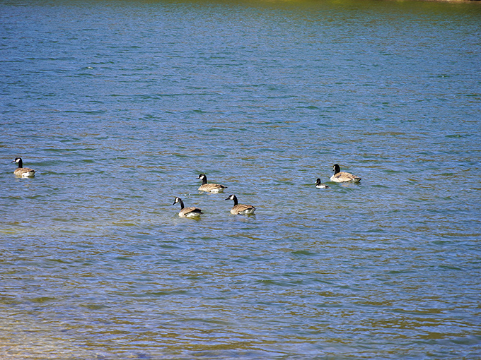 Geese patrol in formation. These feathered residents cruise Poe Lake's waters like they own the place&mdash;because they kind of do.