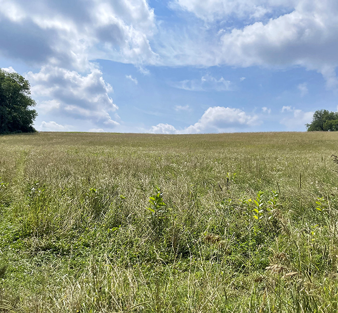 Prairie meets sky in this serene meadow landscape, where tall grasses whisper secrets only those who pause can hear.