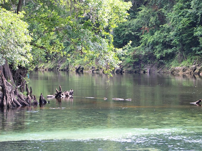 Cypress trees stand sentinel at the water's edge, their knobby knees telling tales of centuries watching over this blue jewel.