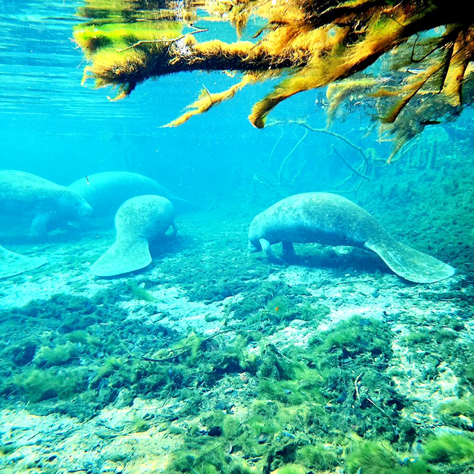 Gentle giants glide through crystal waters with surprising grace. Manatees, nature's submarine teddy bears, find winter refuge in the springs' constant warmth.