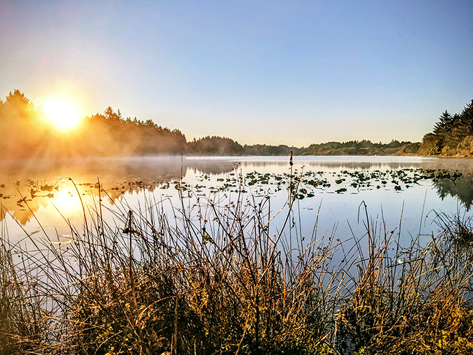 Morning mist performs its daily magic trick, transforming an ordinary lake into something straight out of a fantasy novel.